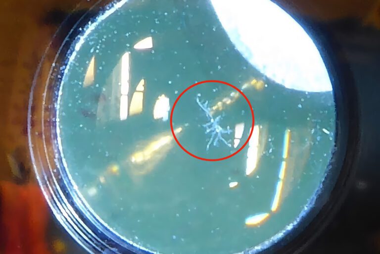 What is Lens Fungus